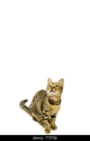 A cat looking up above on white isolated background Stock Photo - Alamy