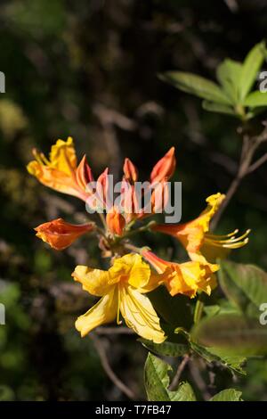 Orange and yellow colored rhododendron growing in the rhododendron ...
