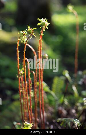 Unfurled ferns at Hendricks park in Eugene, Oregon, USA Stock Photo - Alamy
