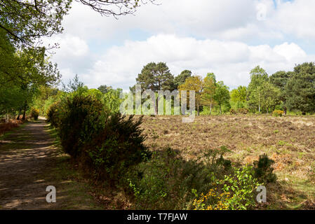 Skipwith Common National Nature Reserve near Selby, North Yorkshire ...
