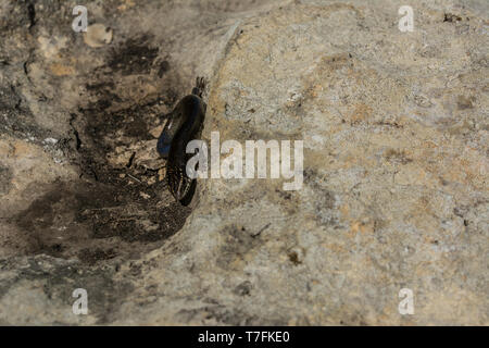 A juvenile Great Plains Skink (Plestiodon obsoletus) from Chase County ...
