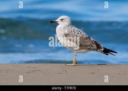 Caspian Gull (Larus cachinnans), ringed juvenile resting on the shore ...