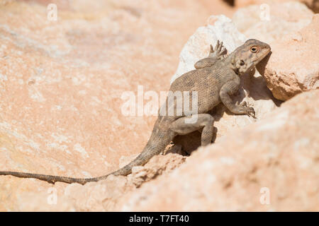 Trapelus mutabilis, adult basking on a rock Stock Photo - Alamy