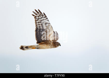 Ringtail juvenile male Hen Harrier (Circus cyaneus) hunting, flying ...