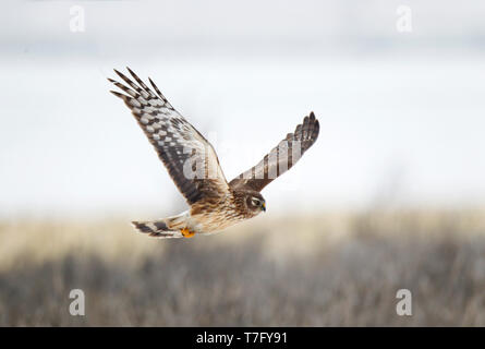 Ringtail juvenile male Hen Harrier (Circus cyaneus) hunting, flying ...