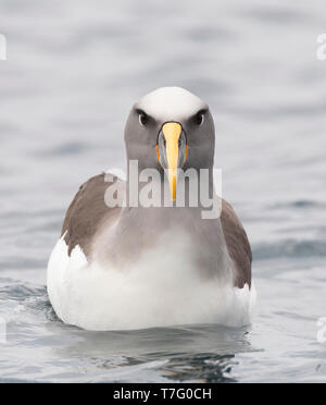 Adult Northern Buller's Albatross (Thalassarche bulleri platei ...