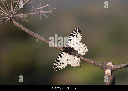 Eastern Festoon Butterfly Zerynthia cerisy Greece Stock Photo - Alamy