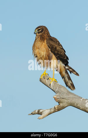 Northern harrier (Circus hudsonius), immature in flight, USA, Texas ...