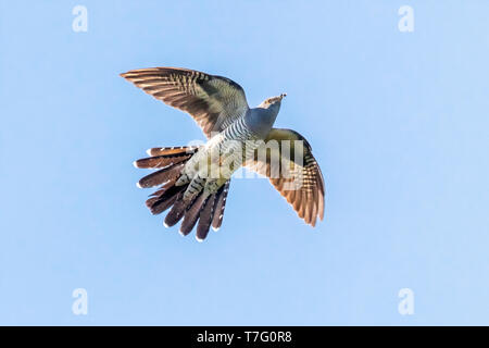 Oriental cuckoo (Cuculus saturatus optatus, Cuculus optatus), Red morph ...