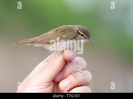 Pale-legged leaf warbler in captivity Stock Photo - Alamy