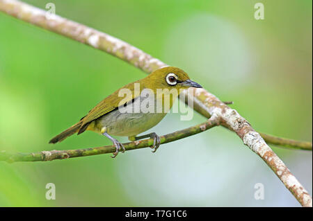 Enggano white-eye (Zosterops salvadorii) singing in rain forests of ...