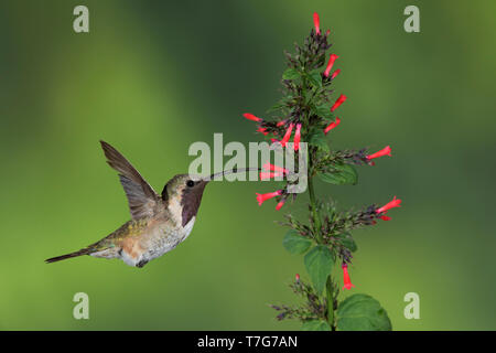 Lucifer Hummingbird (Calothorax lucifer) male flying Stock Photo - Alamy
