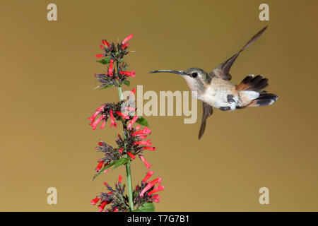 Adult female Lucifer Hummingbird (Calothorax lucifer) Brewster Co ...