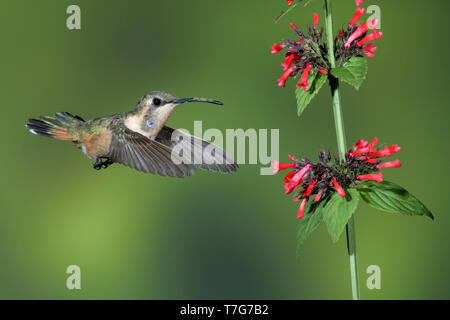 Lucifer Hummingbird Calothorax lucifer Stock Photo - Alamy