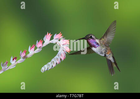 Lucifer Hummingbird (Calothorax lucifer) male flying Stock Photo - Alamy