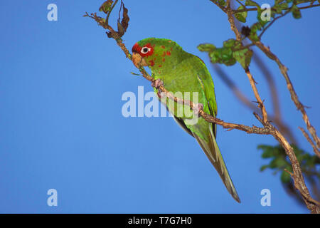 Mitred parakeet / mitred conure (Psittacara mitratus) on rock ledge in ...