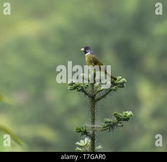 Collared Finchbill (Spizixos semitorques Stock Photo - Alamy