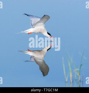 COMMON TERN STERNA HIRUNDO DRINKING FROM POOL Stock Photo - Alamy