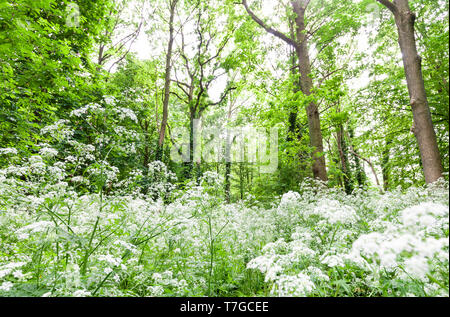 Fluitenkruid; Wild chervil Stock Photo - Alamy