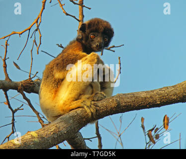 Von der Decken's sifaka (Propithecus deckenii) - Madagascar Stock Photo ...