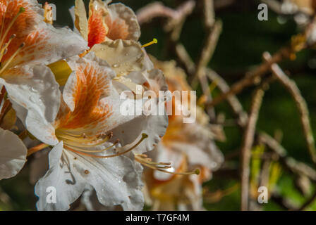 Azalea 'Palestrina', orange-white flowers that receive sunlight in the ...