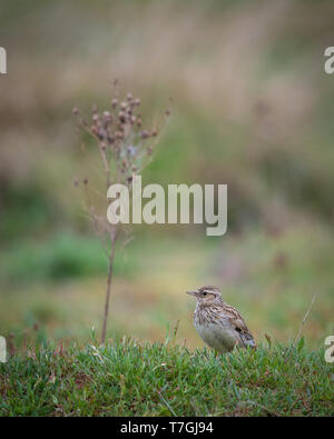 Woodlark, Lullula arborea, Thursley Common, Wood lark Stock Photo - Alamy