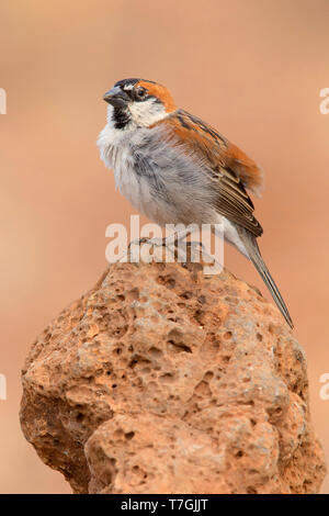 Iago Sparrow, Male (Passer iagoensis Stock Photo - Alamy