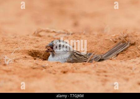 Iago Sparrow, Female, Boavista, Cape Verde (Passer iagoensis Stock ...