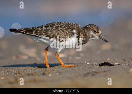 Ruddy Turnstone, Juvenile standing on the beach, Campania, Italy ...