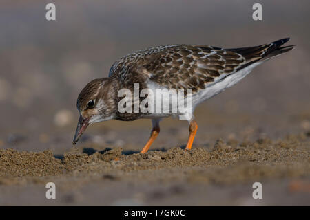 Ruddy Turnstone, Juvenile standing on the beach, Campania, Italy ...