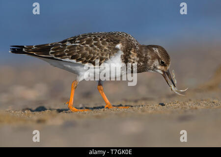 Ruddy Turnstone, Juvenile standing on the beach, Campania, Italy ...