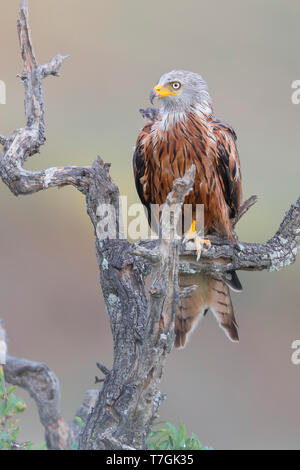 Red Kite, Adult perched on a dead tree, Basilicata, Italy Stock Photo ...