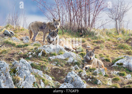 Italian Wolves, a herd of captive animals resting, Civitella Alfedena ...
