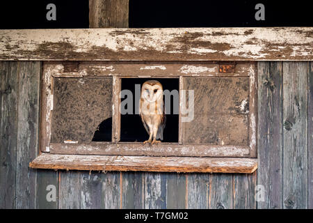 Barn Owl in old Dutch barn window Stock Photo - Alamy