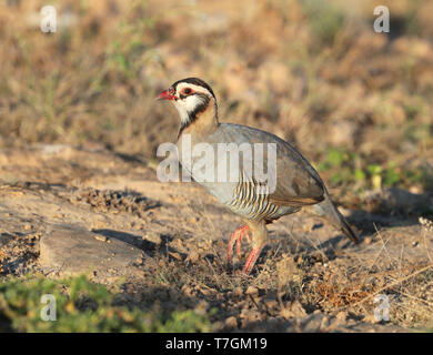 Arabian Partridge (Alectoris melanocephala) at Wadi Shaboon, Salalah ...