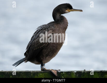 First-winter European Shag (Phalacrocorax aristotelis) wintering on ...