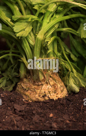 Root celery, celeriac in soil, garden Stock Photo - Alamy