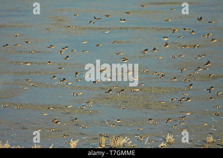 Flock of Twites (Linaria flavirostris) flying away above the Wadden Sea ...