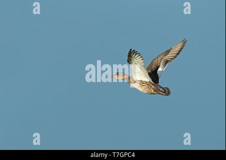 Gadwall (Mareca strepera), first winter female in flight, seen from the ...