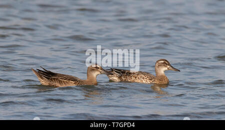 A swimming Garganey in eclipse plumage Stock Photo - Alamy