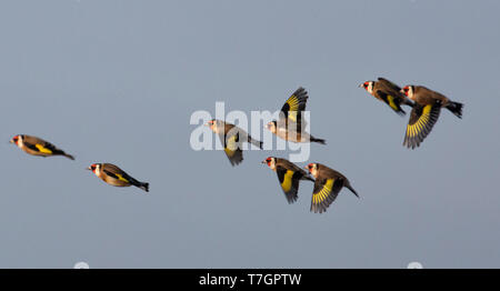 European Goldfinch flock in nature reserve the Blauwe kamer near the ...