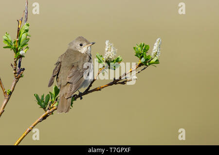Adult Grey-cheeked Thrush (Catharus minimus) in a small bush on Seward ...