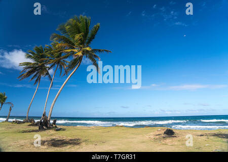 Londonderry Beach, Dominica, Karibik, Mittelamerika | Londonderry Beach ...