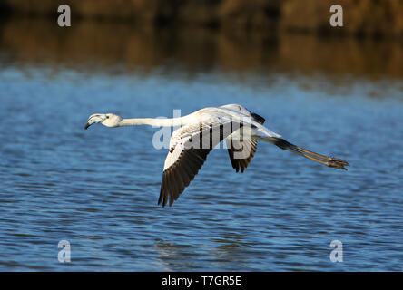 flamingo flying over shallow water, shot in bright springtime light at ...