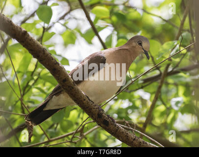 Critically Endangered Grenada Dove (Leptotila wellsi) in dry woodland ...