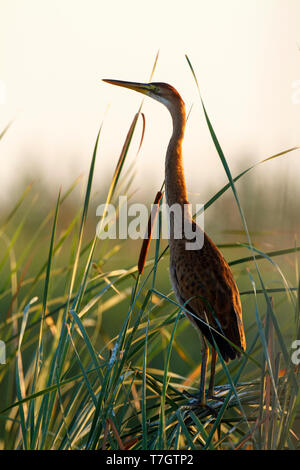 Purple Heron (Ardea purpurea) young birds on nest, Baden-Wuerttemberg ...