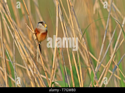 Reed Parrotbill (Paradoxornis heudei) perched on top of a reed stem in ...