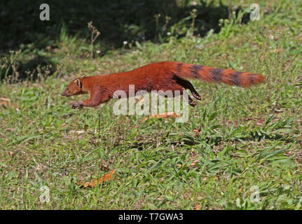 Endemic Ring-tailed Mongoose (Galidia elegans), also known as the ring ...