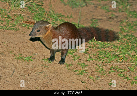Endemic Ring-tailed Mongoose (Galidia elegans), also known as the ring ...