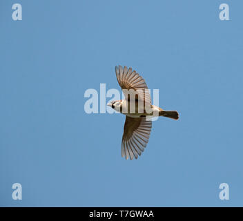 A Tree Sparrow (Passer montanus) seen on the Ceredigion Coastal Path ...